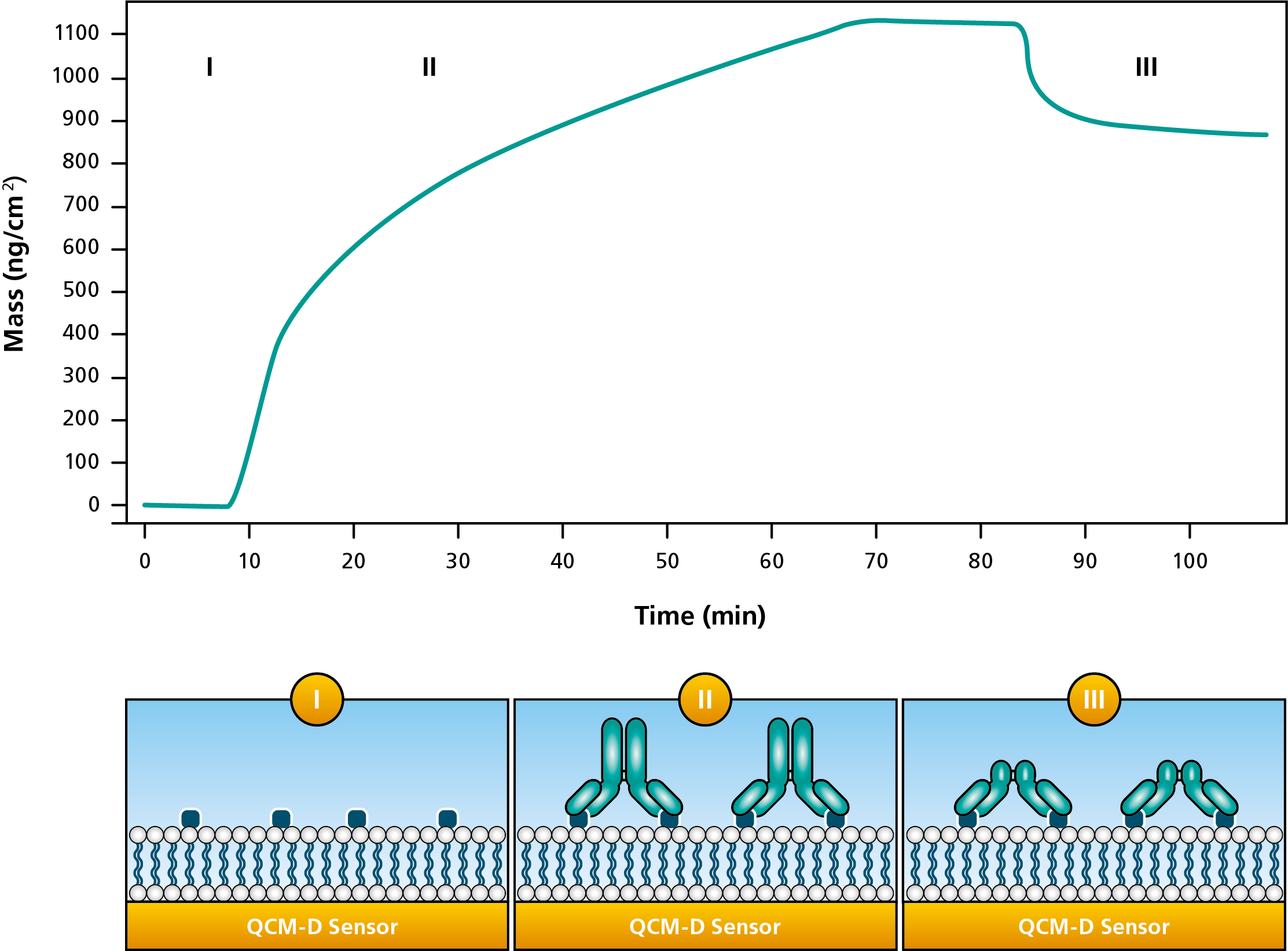 QCM-D mass and thickness - How to measure